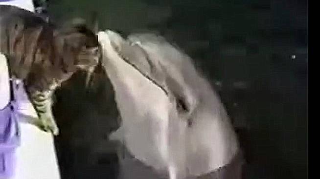 Праздник каждый день. Дельфин и Мурчалка.