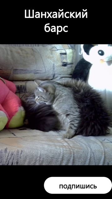 мексиканский тушкан #кот #cat #юмор #прикольныекоты