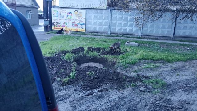 Три собаки - помогают копать яму