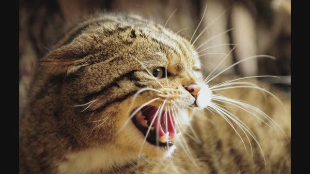 Звуки злых котов