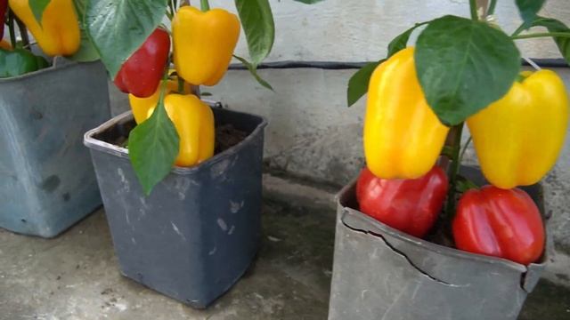 Перец в контейнерах: домашний урожай на балконе и подоконнике — пошаговый DIY