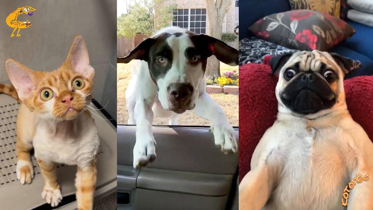 Смешные Коты и Собаки Лучшие Приколы с Животными 30