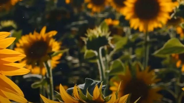 ГУЛЬНАРА ИСМАЕВА 🌻🍃💗 С ЧЕГО НАЧИНАЕТСЯ РОДИНА 🌻🍃💗 КРАСИВЫЕ ПЕСНИ 🌻🍃💗 КРАСИВАЯ ЖИЗНЬ 🌻🍃💗