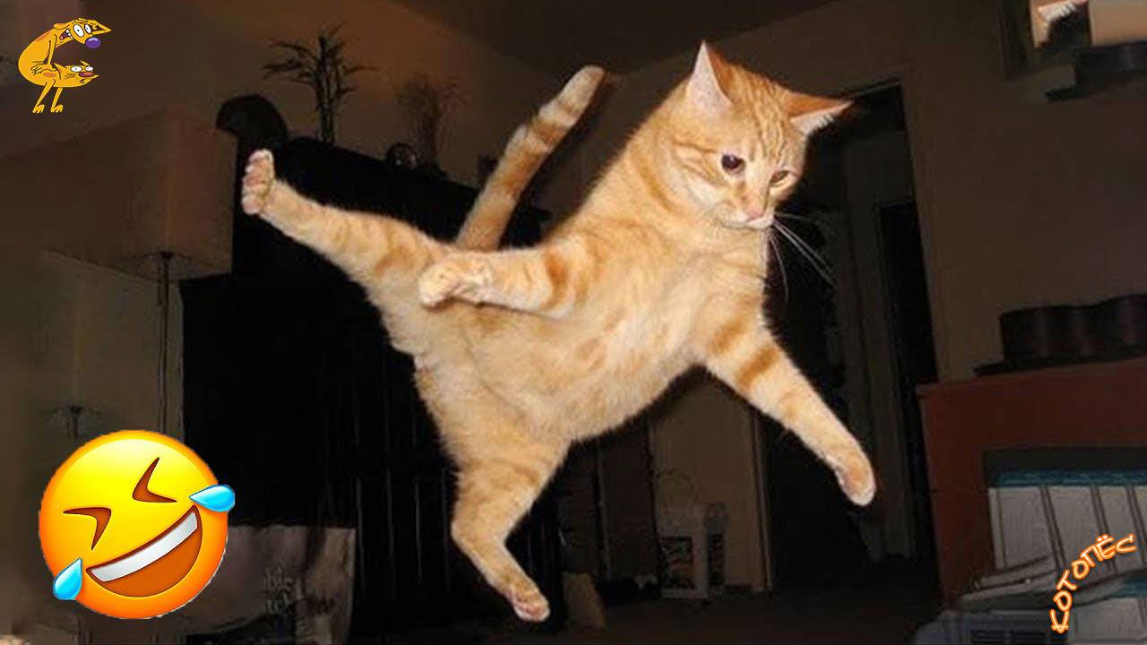 Приколы с Животными Смешные Животные Приколы с Котами Смешные Собаки 31