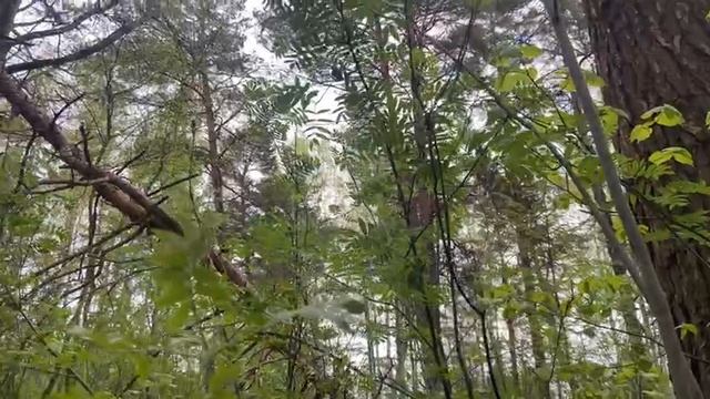 Пение птиц в лесу