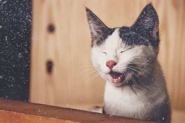 Реалистичные звуки кошек | Звуки кошек видео сердитый | Сердитый кот бой звуковой эффект