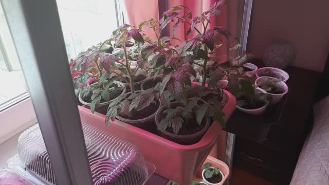 Обзор моей рассады 16 февраля.