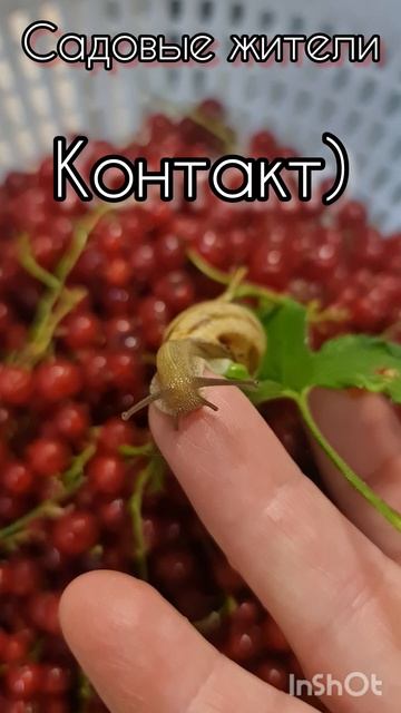Контакт. Садовые жители. Улитка. Красная смородина.