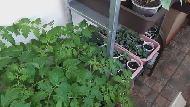 Что делать, если томаты и перцы зацветают в рассаде.