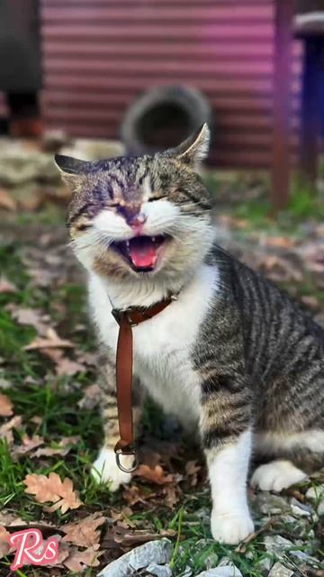 А вот он знакомый кот