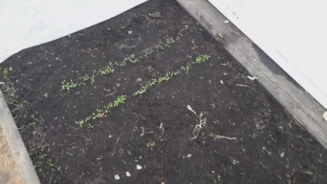 Что растет у меня в теплице 1 апреля. Зима возвращается.