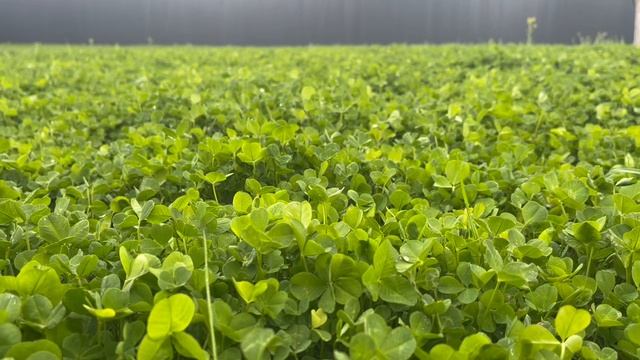 Музыка ветра / Музыка для сна йоги медитации / Звуки природы / Шум дождя /  Майский весенний дождь