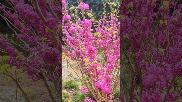 Церцис или Иудино дерево