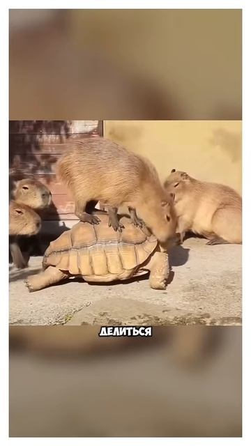 Капибары познали дзен