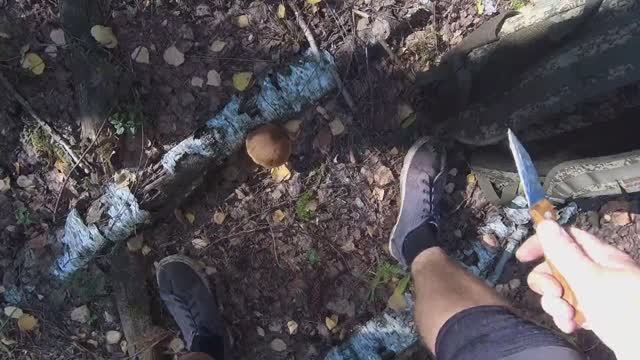 БЕЛЫЕ ГРИБЫ НА КАЖДОМ ШАГУ. ПОЛПУДА ЗА 1.5 ЧАСА. ГДЕ ВТОРОЙ РЮКЗАК ?