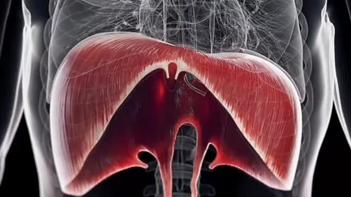 Органы Дыхания...(3D-анимация)