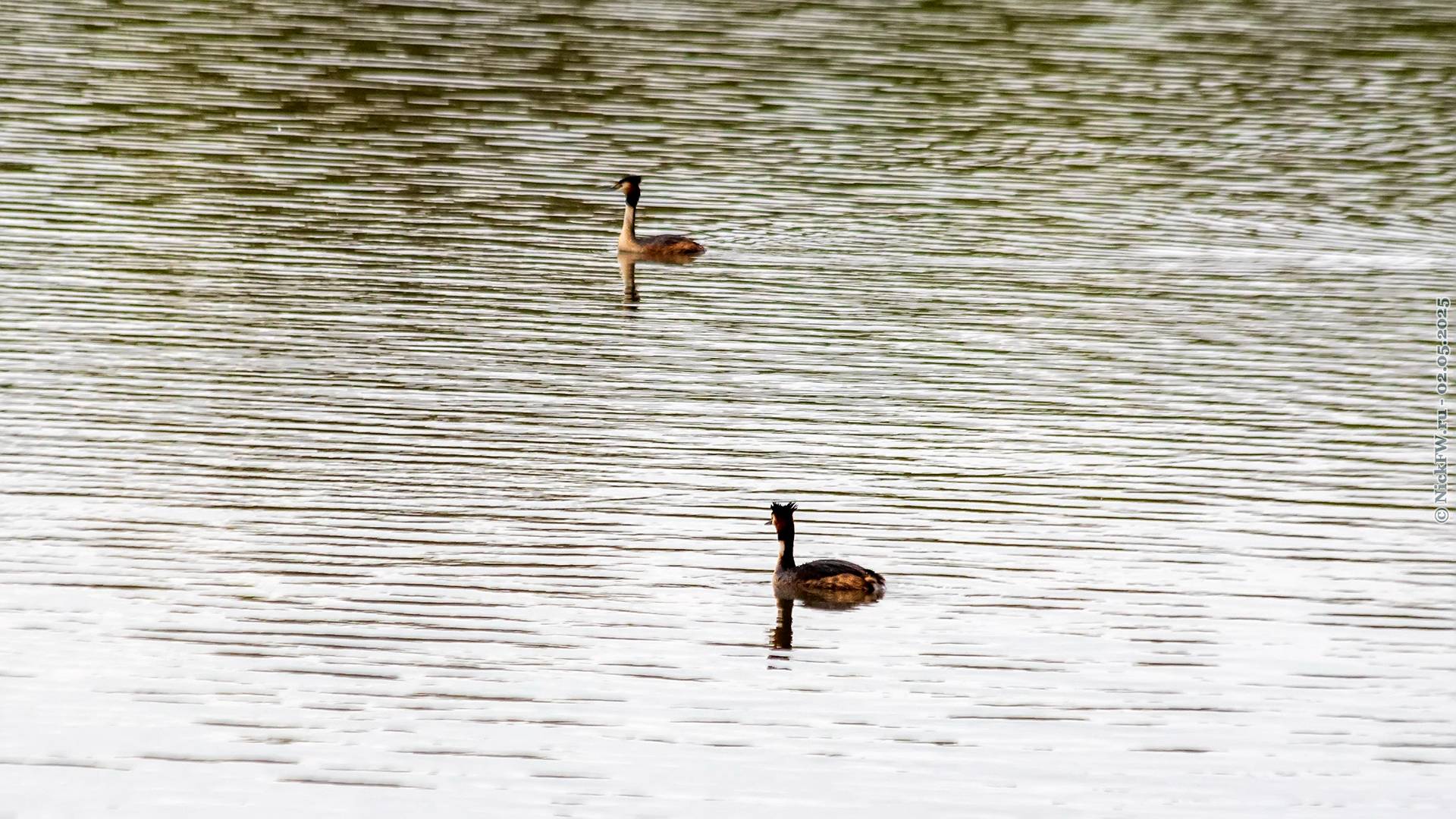 Птицы Нижнего Царицынского пруда