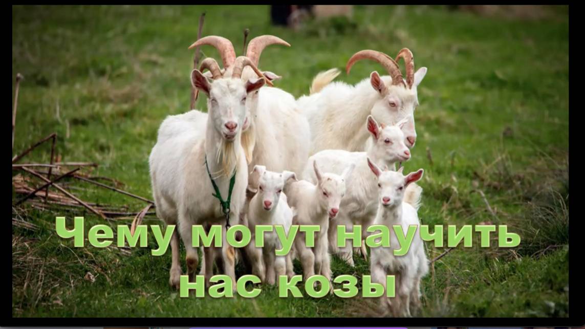 Интересный факт: «Чему могут научить нас козы...»