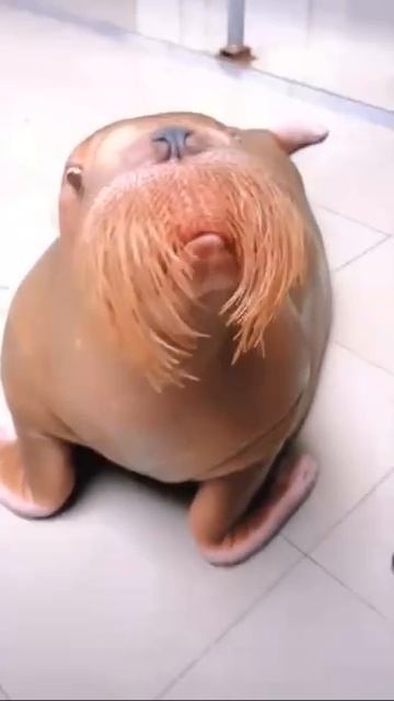 Морж. Умеет свистеть. И дудеть. Мы такие вот музыкальные, что сам Роланд Кёрк был бы восхищён!