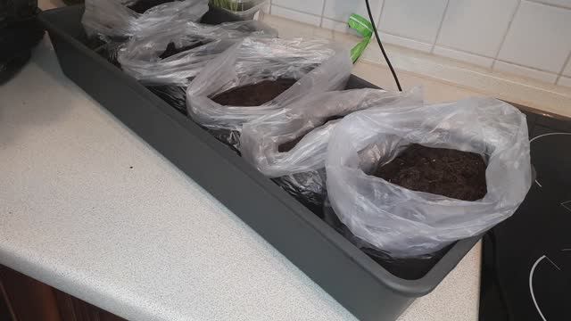 Мои любимые проверенные сорта огурцов. Как я сею огурцы на рассаду для раннего урожая.