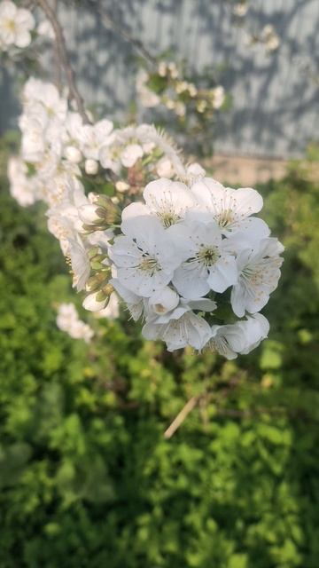 Вишня цветет