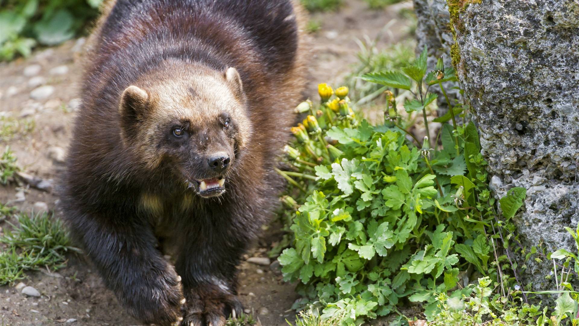 Семейство Куньих: Интересные факты про Росомаху, Ласку, Горностая, Куниц, Хорьков