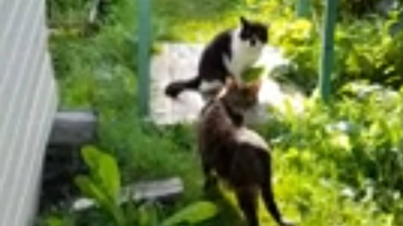 Нашествие котиков на даче.  Лето 2024