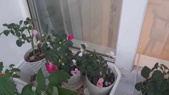 Бальзамины, мои любимые дачные цветы. Как вырастить бальзамин.