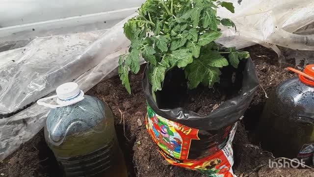 Томат Пиноккио переезжает в теплицу! Грунт ещё не готов для высадки томатов.