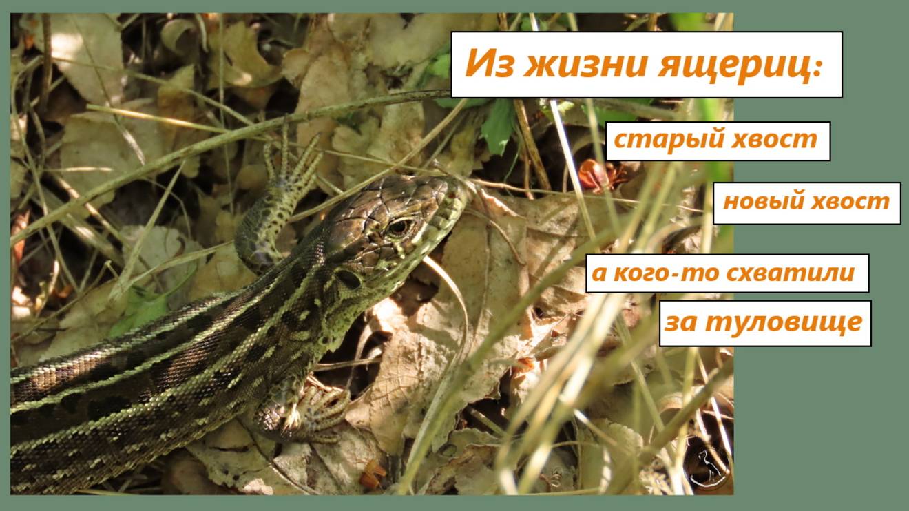 Ящерицы и их хвосты, старые и новые. Пустельга ест хвостатую добычу