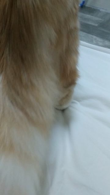 Кот уничтожитель обзоров