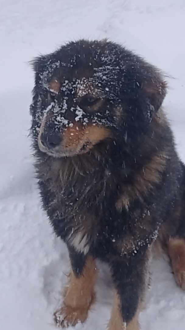 бродяги тундры