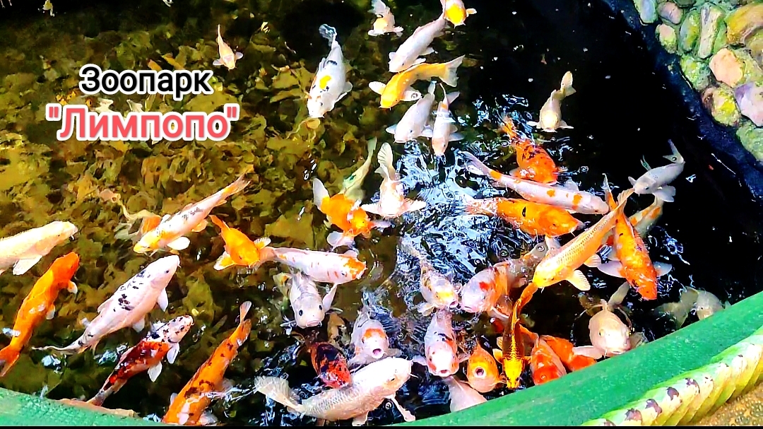 Нижегородский зоопарк "Лимпопо". Часть 9