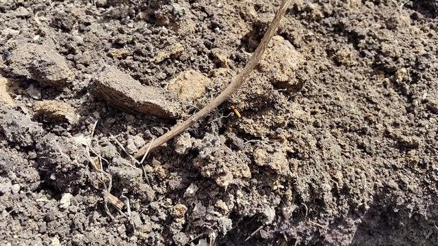 Муравьишка и проволочник