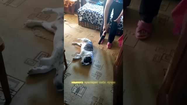 Сеанс с животным с активатором клеток