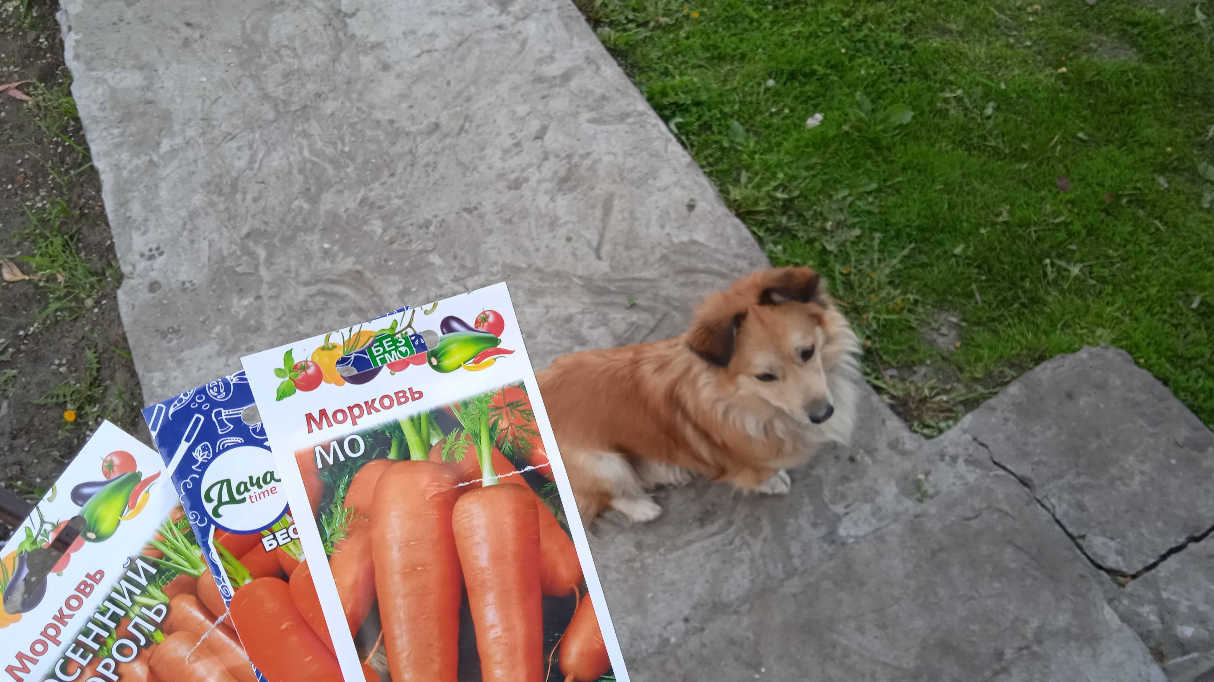 6.5.25г.  Сею ПОЗДНИЕ сорта МОРКОВИ очень ГУСТО!!