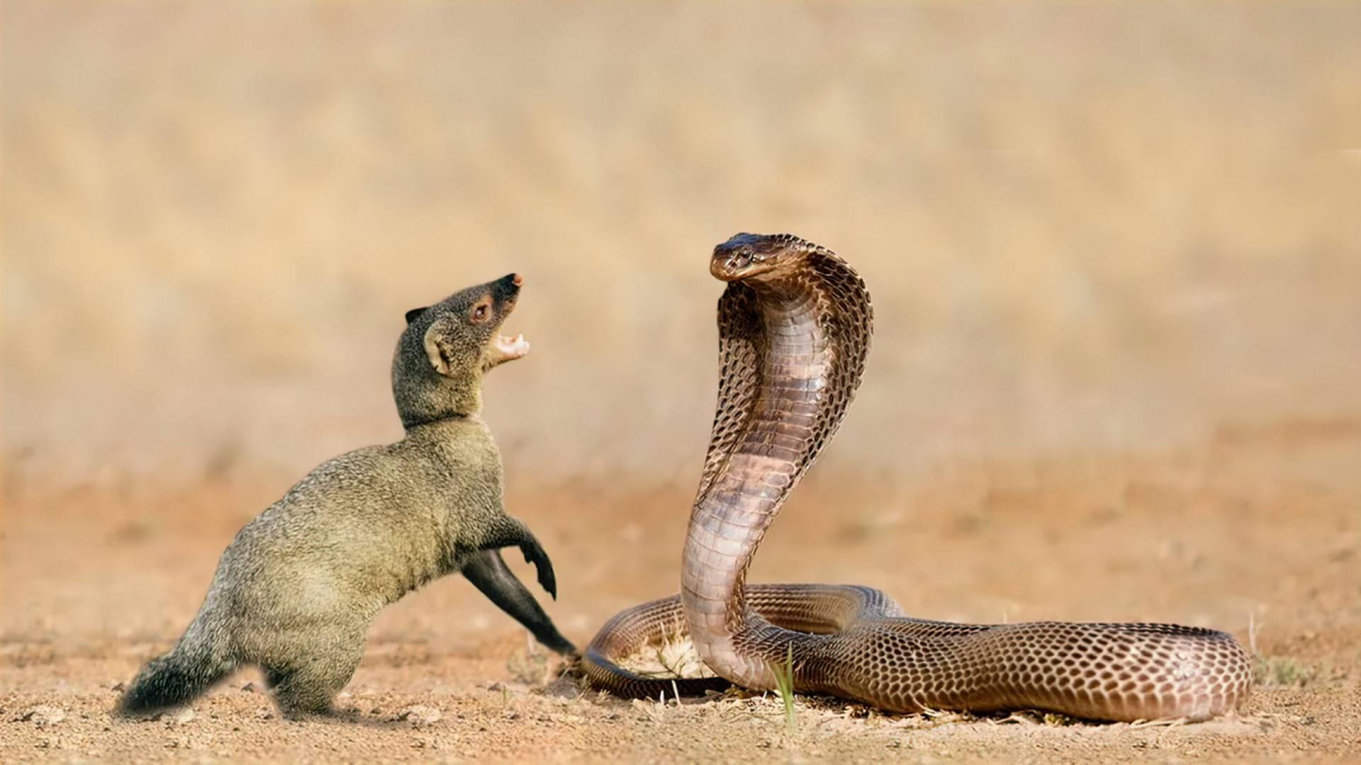 Как маленький мангуст побеждает самую опасную змею мира