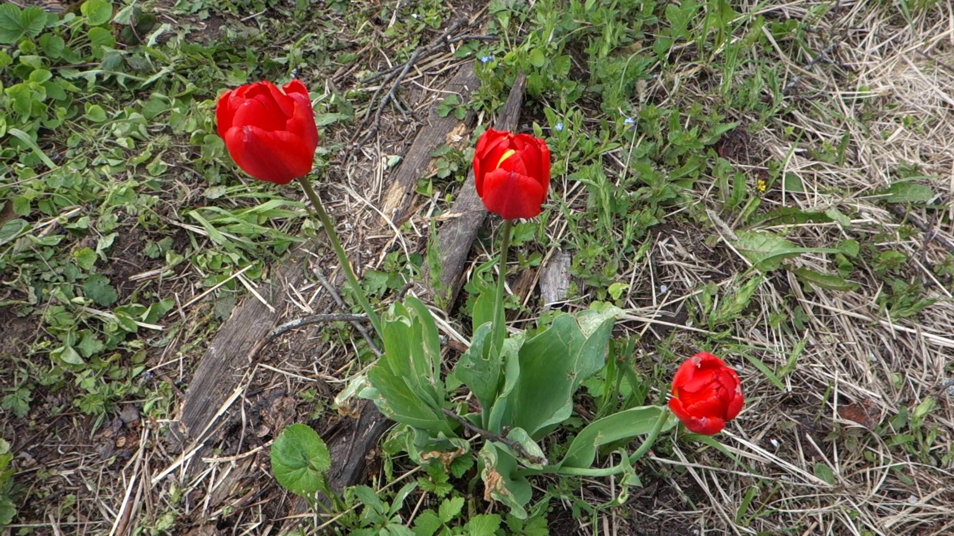Дачный влог 08.05.25 Сажаем рассаду в теплицу