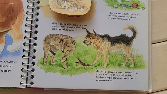 Моя собака с окошками