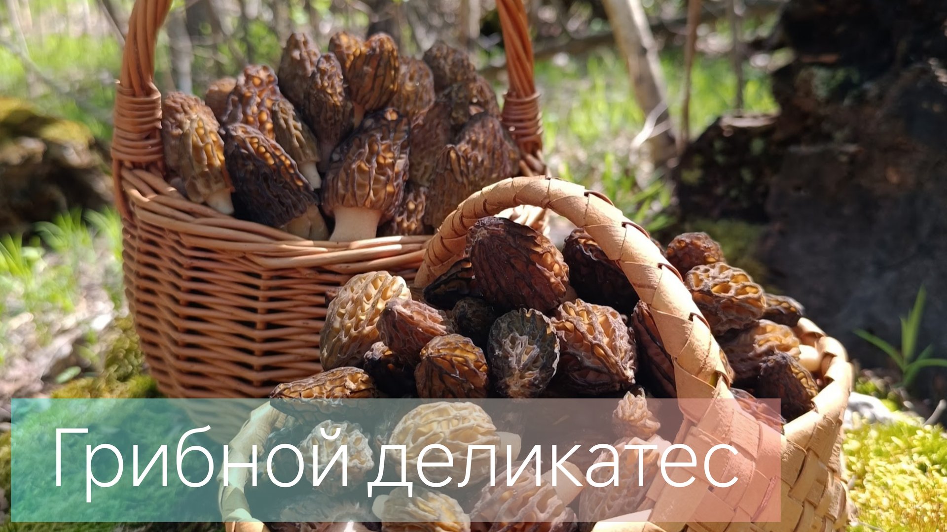 В погоне за сморчками. Грибной тур за деликатесом.