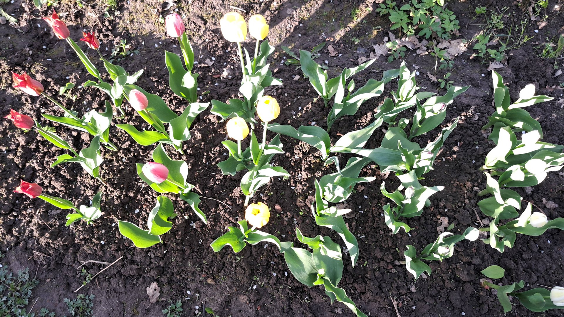 4-6.05.25 г. Деревня. Работа идёт. Огородные дела.