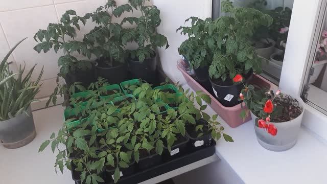 Как адаптировать рассаду к условиям теплицы.Ночью холодно, днём жарко.