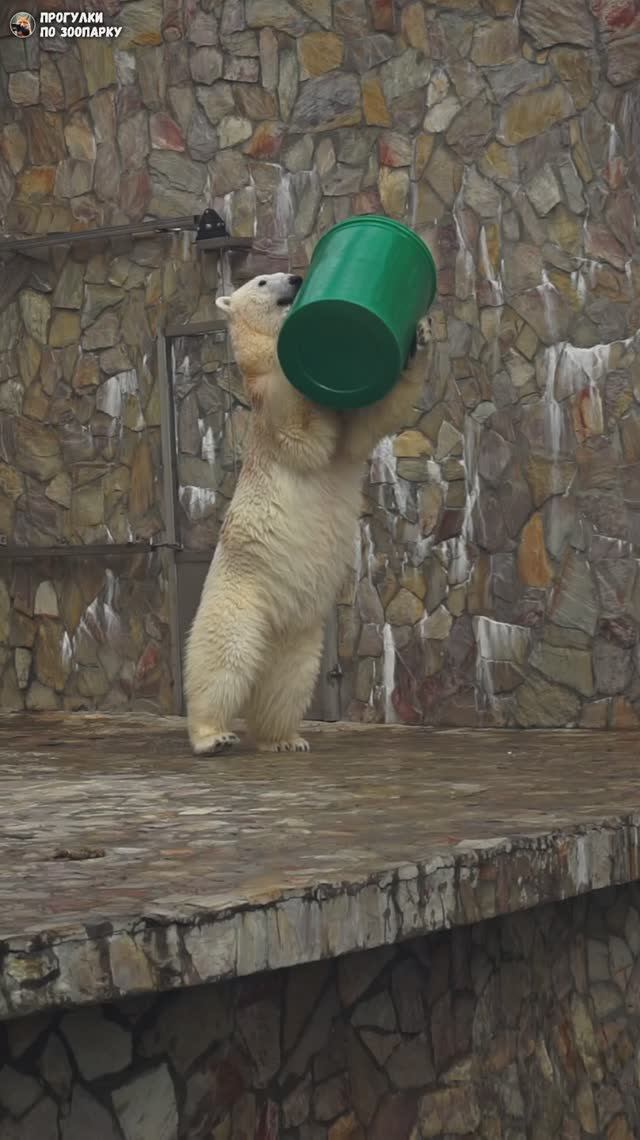 Медведица Хаарчаана прыгает в воду. Ленинградский зоопарк