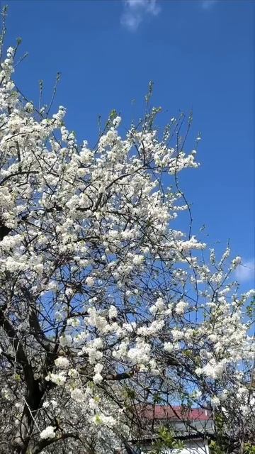 Слива цветет