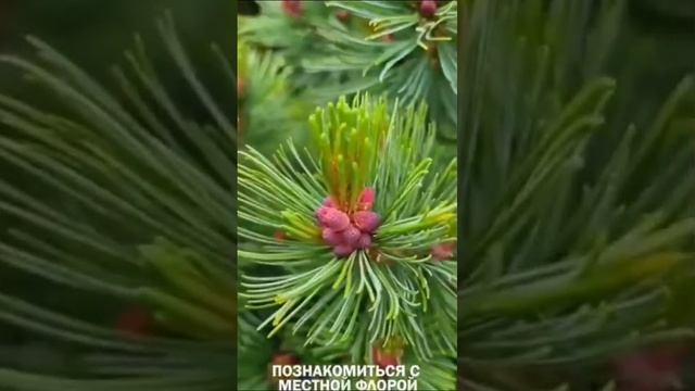 Отдых на  Камчатке  смотреть бесплатно всем
