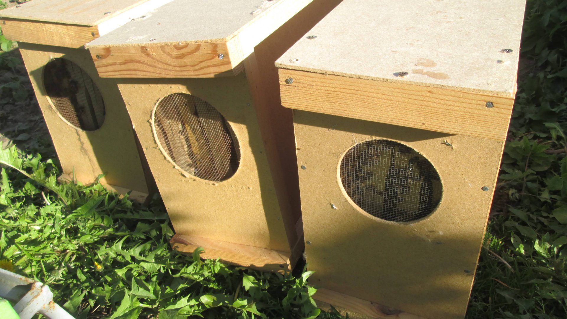 Пересадка пчелопакета в улей