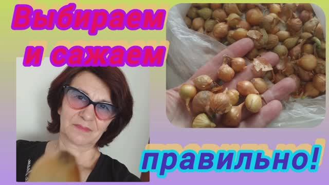 Лук севок! Как правильно выбрать посевной материал и не остаться без урожая!