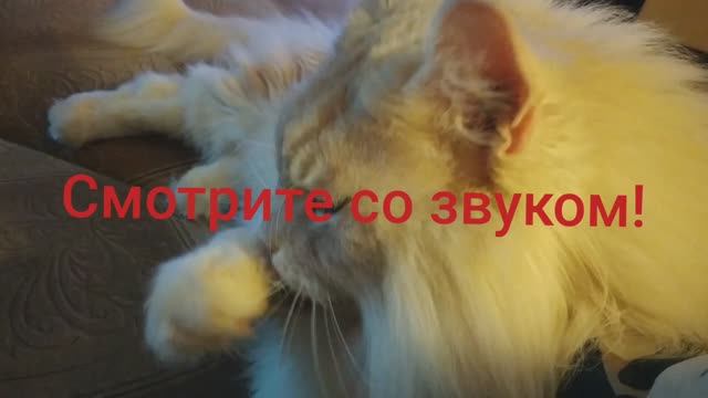 Котик просит,чтобы его погладили