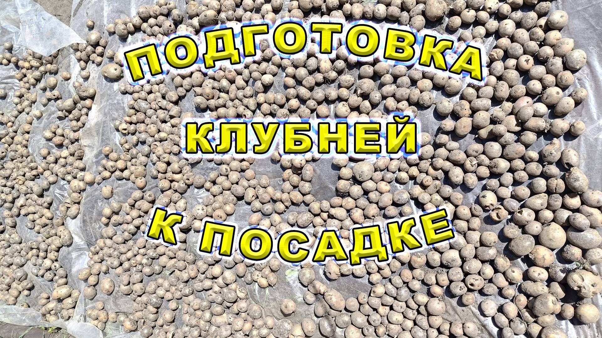Подготовка клубней картофеля к посадке. Обработка картофеля от колорадского жука. Проращивание