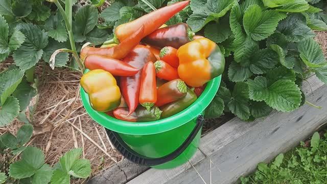 31 июля, подкармливаю сладкий перец, баклажаны, огурцы.